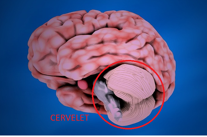 Le cervelet, petit mais costaud - Apleasy